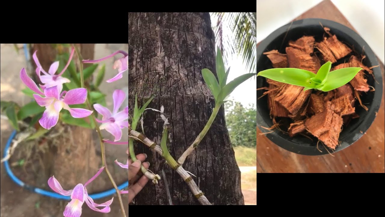 How to make best potting mix for orchid - YouTube