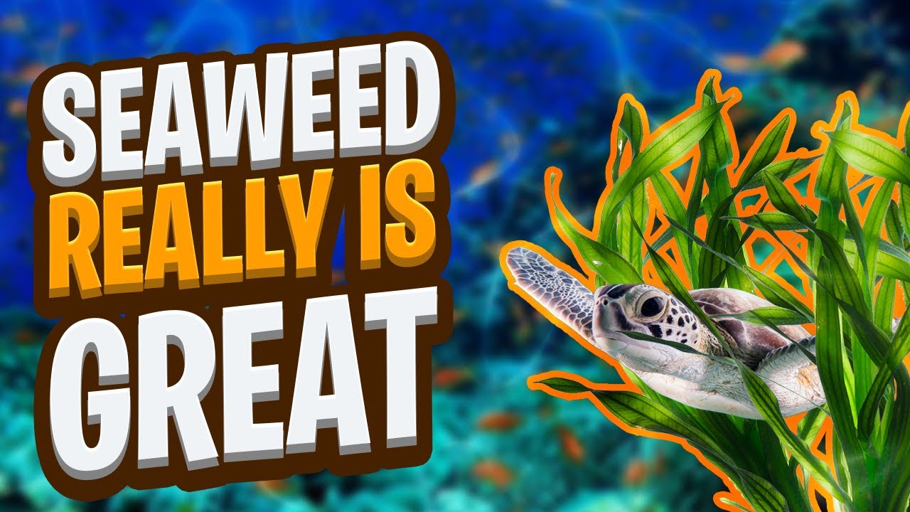 Why Seaweed is AWESOME for kids - YouTube
