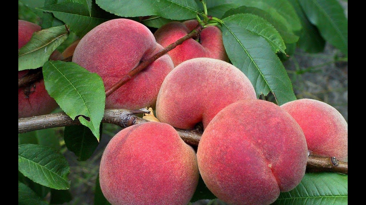 Swat Valley | Peach Garden In Pakistan - YouTube