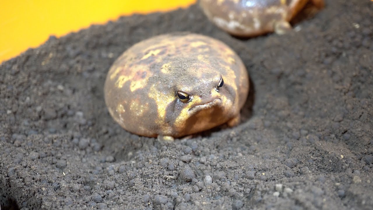 The round and big Rain frog will heal you 😌 - YouTube