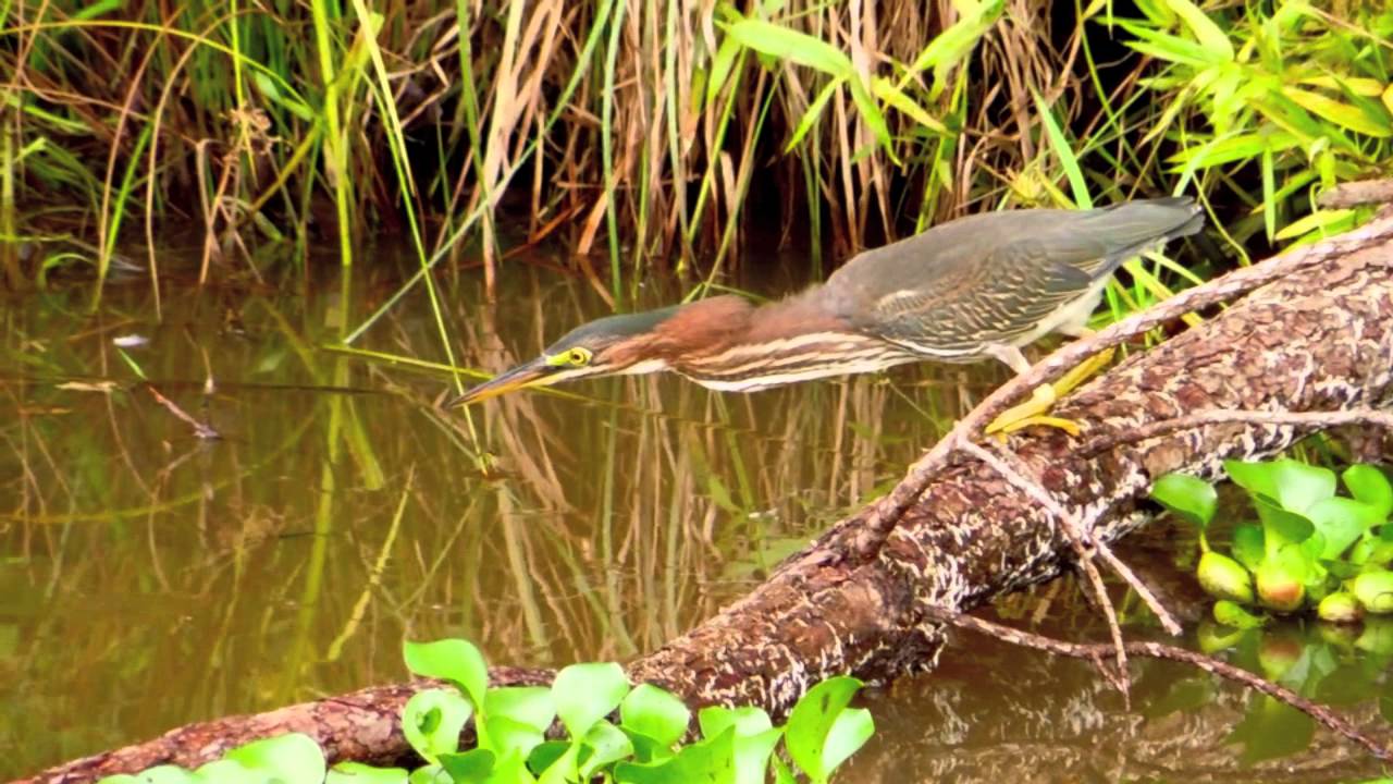 Green Heron Fishing II - YouTube