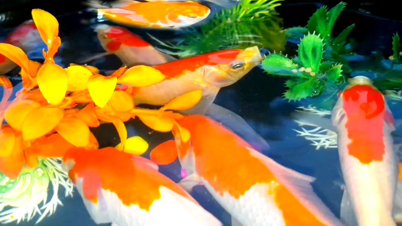 Ikan hias komet slayer terindah dan ikan mas koki tercantik berenang di ...
