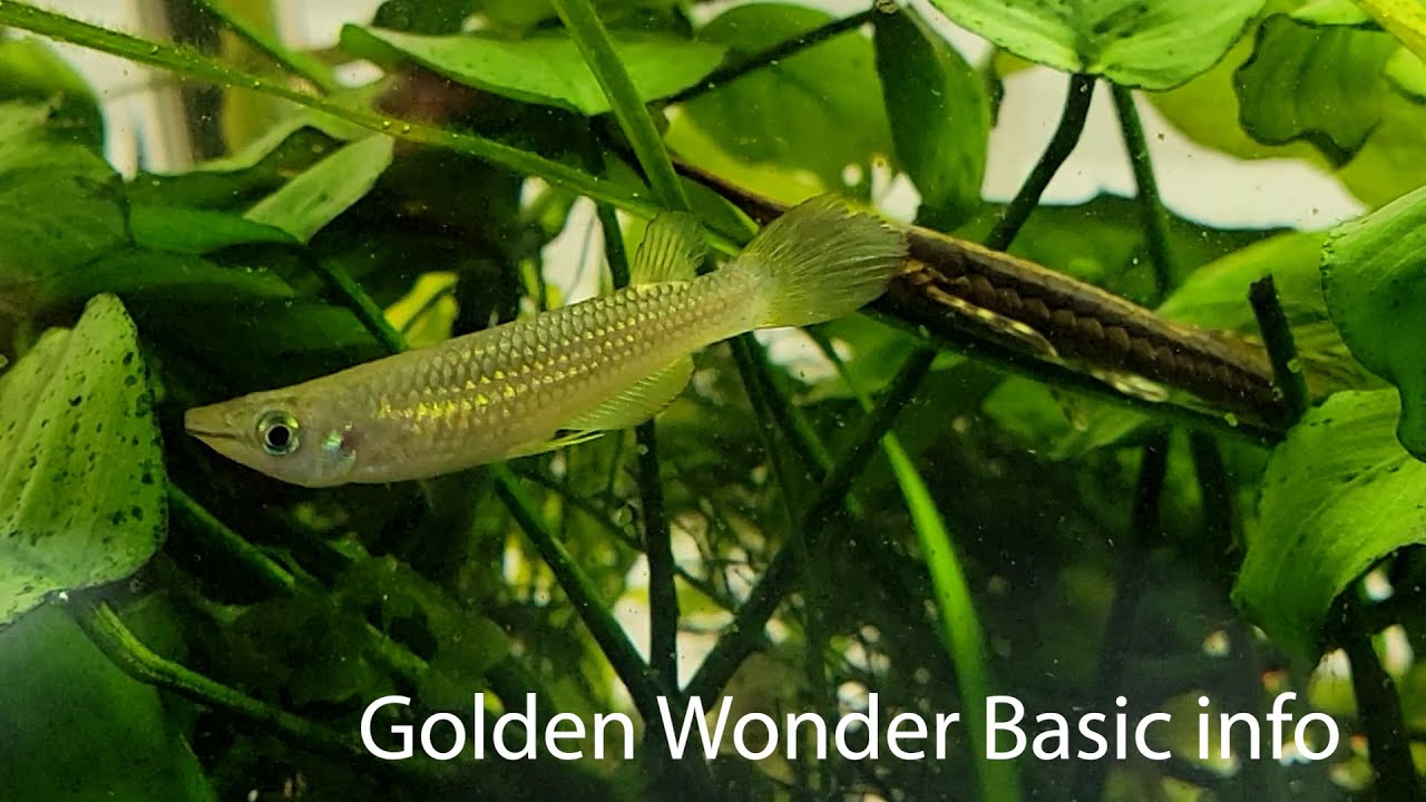 Golden Wonder Kilifish, Basic Info - YouTube