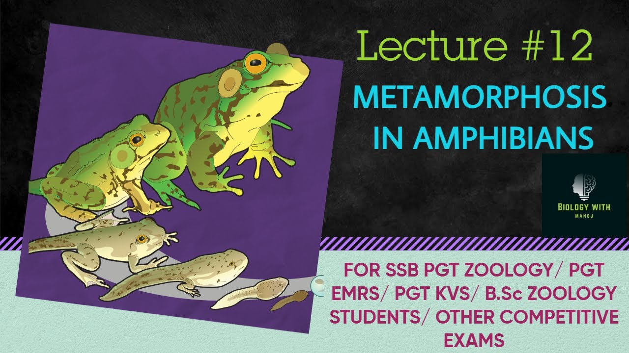 metamorphosis in amphibians II ssb pgt zoology II BSc zoology II ...