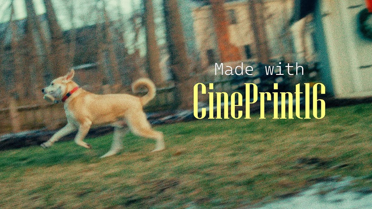 dog commercial [CinePrint16 + A7IV] - YouTube
