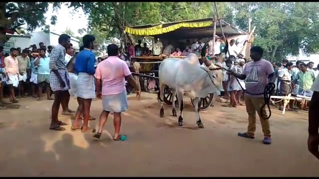 Rackla Race | Karur Rowdy Kaalai | Dharapuram 2018 - YouTube