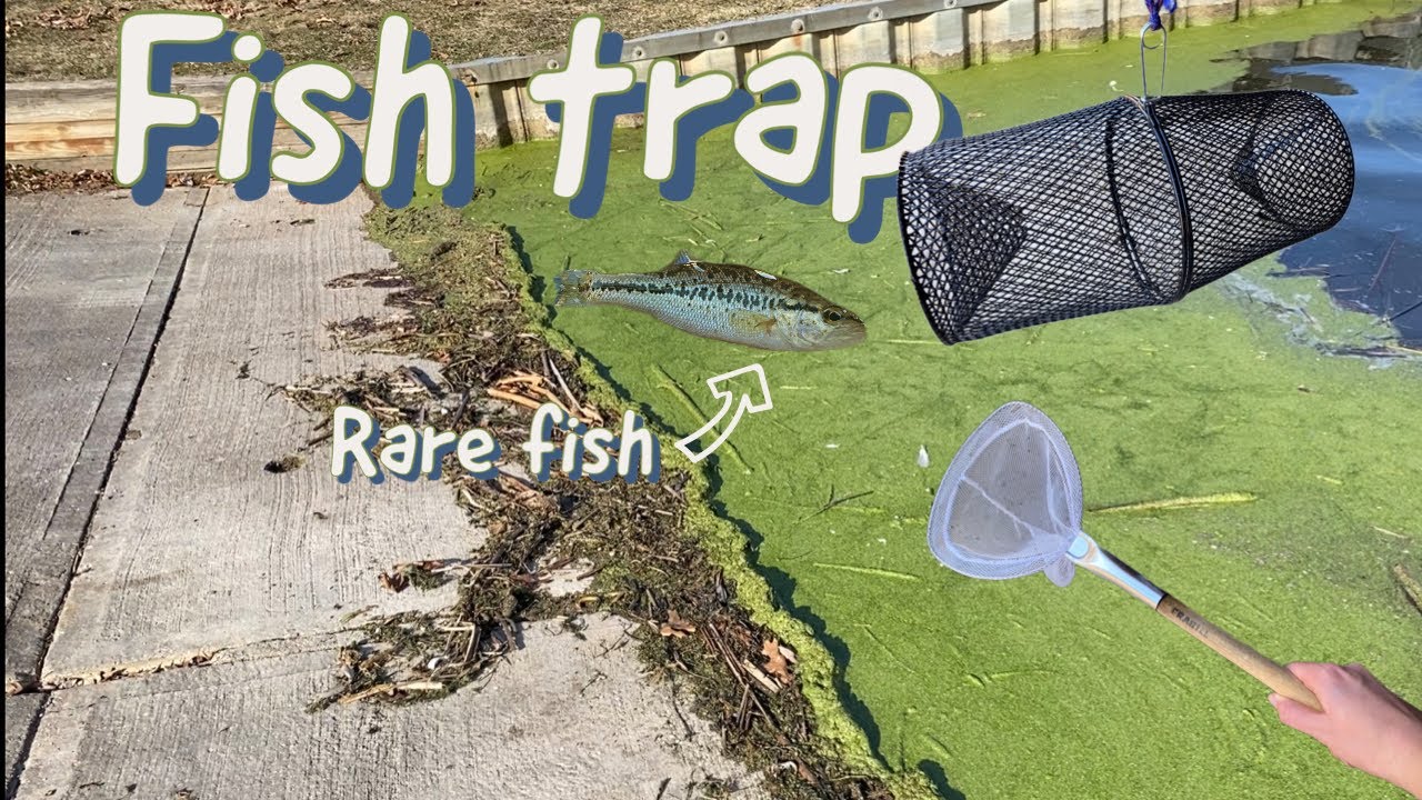 FISH TRAP Catches Colorful Fish for New MINI POND!!! - YouTube