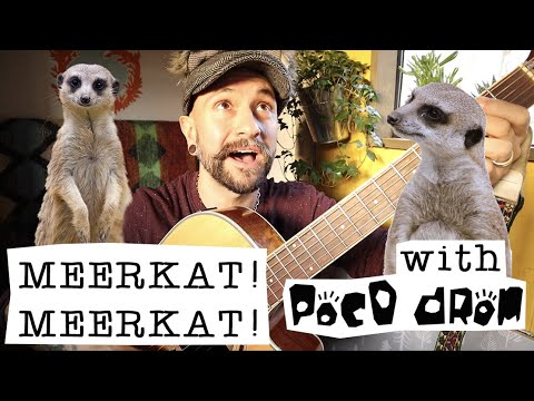 Meerkat Meerkat A Children’s Animal Song with POCO DROM Lots of actions ...