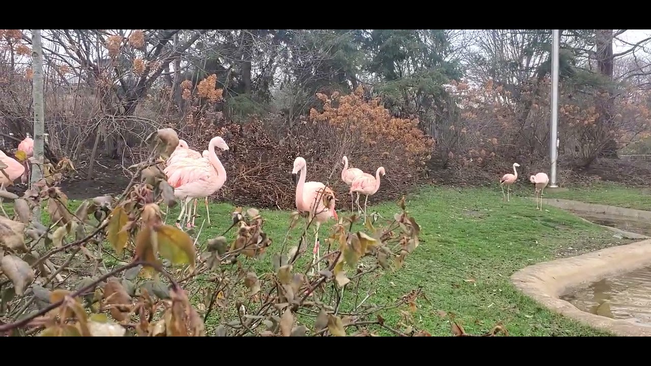 wow, flamingos - YouTube