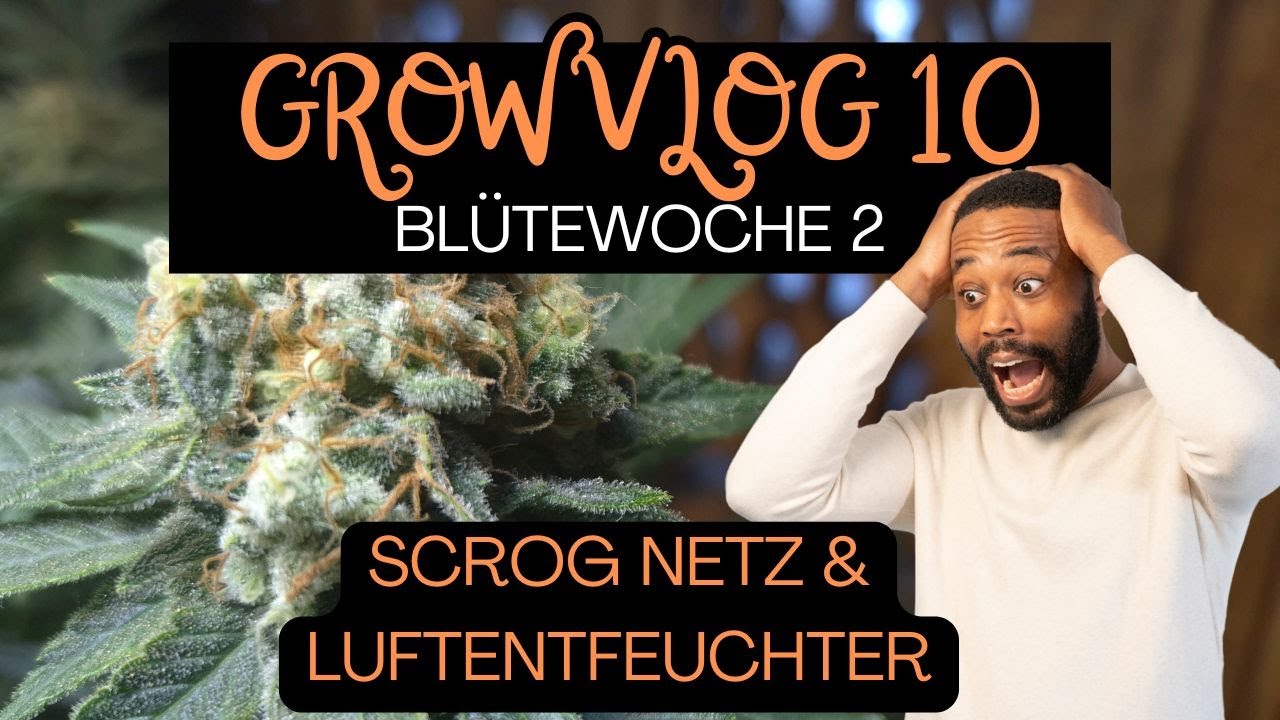 Blütewoche 2 Update: Blütenansätze, Entlaubung & Luftfeuchtigkeit ...