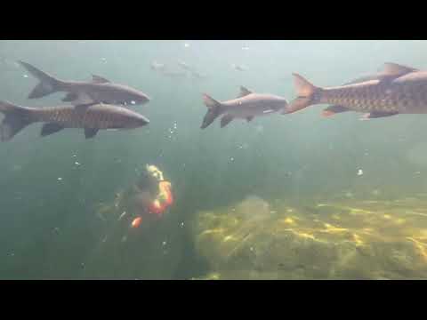 Lord of the fish, Underwater dance with carp in the waterfall. Танец с ...