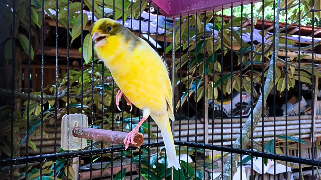 A Special Canary to Seduce All The Canaries - The Yorkshire Singing ...