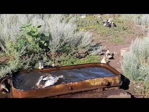 БАССЕЙН ДЛЯ ДОМАШНИХ УТОК. ДИКАРЬ В СТАЕ. СПАРИВАНИЕ УТОК В БАССЕЙНЕ ...