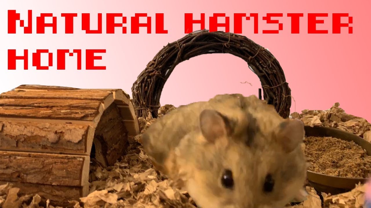 All Natural Hamster Home Makeover - YouTube