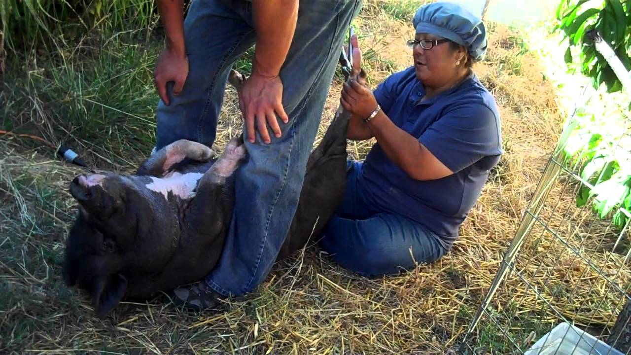 Pig Flip! (Piggy Pedicure Part 1) - YouTube