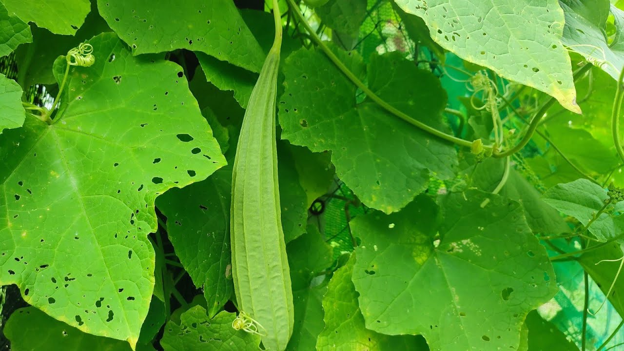 mudahnya menanam sayur petola 🥒🥒 dirumah - YouTube
