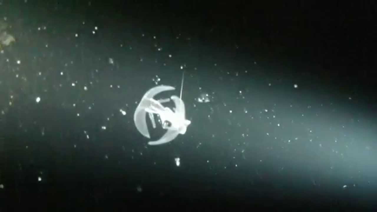 Pelagic Magic Black Water - Kona, HI (HD) - YouTube