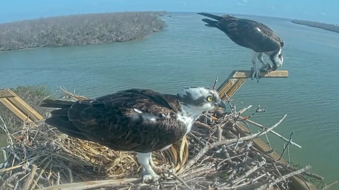 Captiva Osprey Cam | Angus brings fish for Mabel | Feb 11, 2023 - YouTube