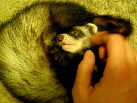 Ferret Sleeps On Head & Likes a Good Scratch! - YouTube