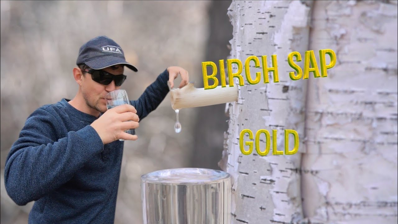 Tapping Birch Trees SAP - YouTube
