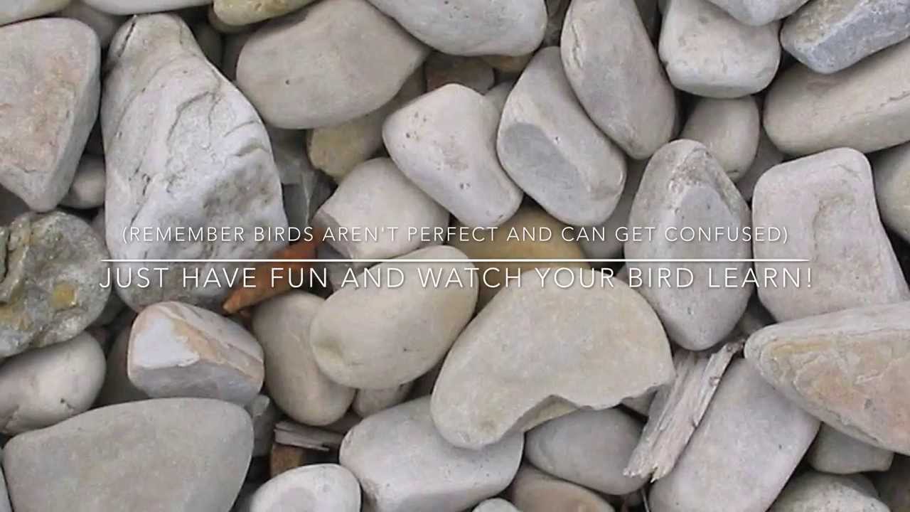 How to teach your bird tricks - YouTube