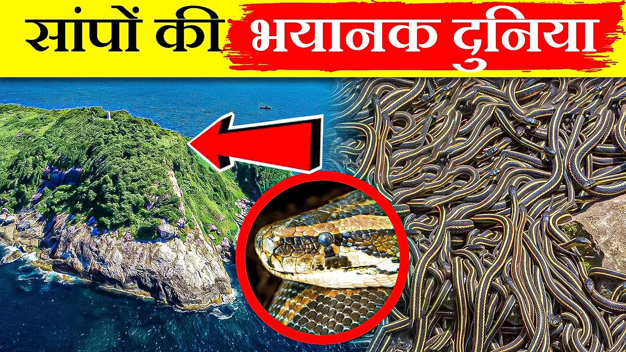 World's most dangerous island/Island of snakes/The scariest place of ...