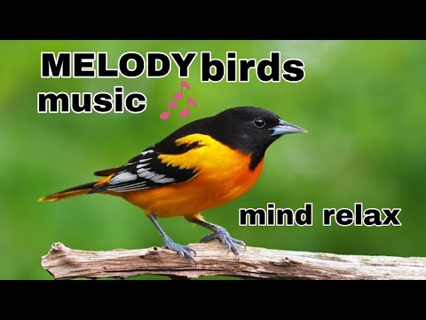 Melody music / mind relax / CK7#mu - YouTube Music