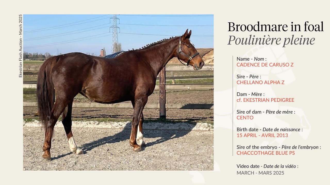 Lot 22 - Broodmare Cadence de Caruso Z (by Chellano Alpha Z), in foal ...