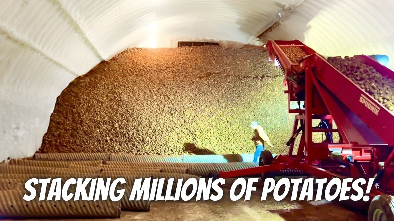 Stacking millions of pounds of potatoes in a new cellar! - YouTube