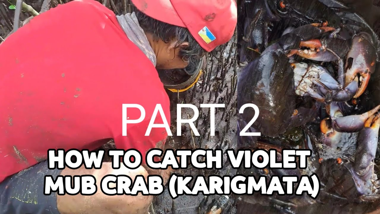 HOW TO CATCH VIOLET MUB CRAB (KARIGMATA)#viral #crab - YouTube
