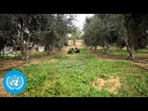 Surviving Unemployment in Gaza: Turning to Wild Plants for Income | United Nations