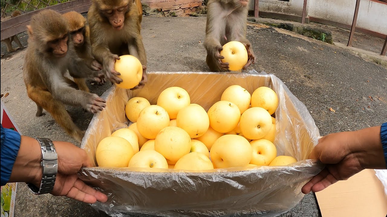 feeding crown pear to the wild monkey || monkey like to eat pear fruits ...
