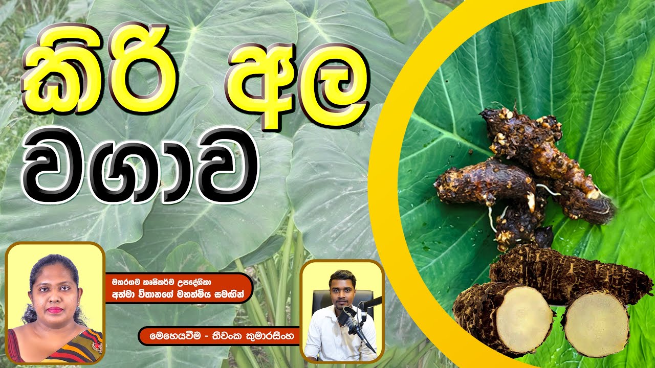 ඔබවත් කෝටිපතියෙක් කල හැකි කිරි අල වගාවේ රහස් | Secrets of milk yam ...