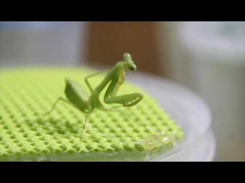 "Ninja" My pet Praying Mantis! Update! - YouTube
