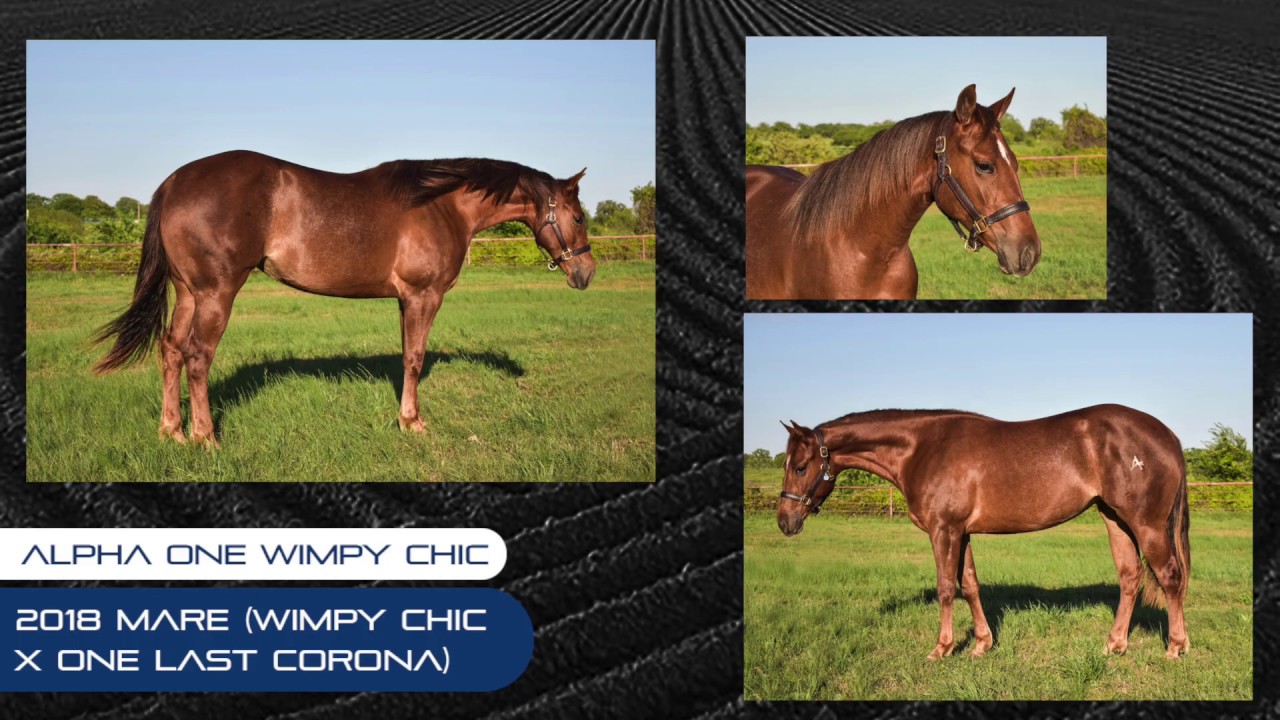 Alpha One Wimpy Chic - 2018 Filly - YouTube