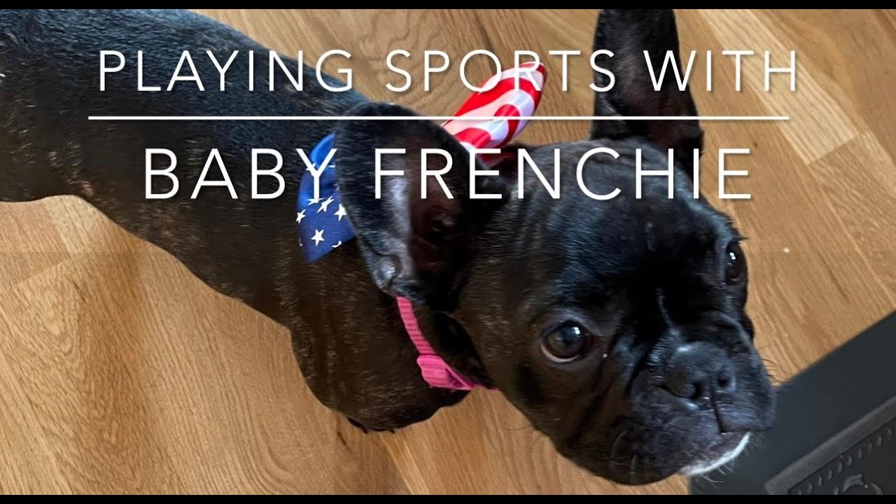 Playing Sports with Baby Frenchie - YouTube