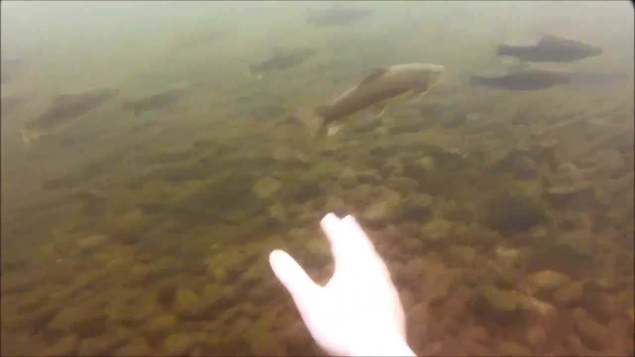 Lower Salt River (Beaver + schools of catfish) - YouTube