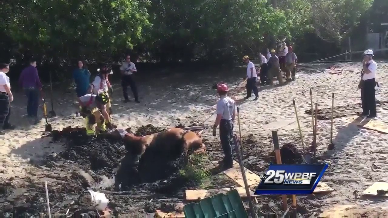 Video of horse being rescued from mud - YouTube