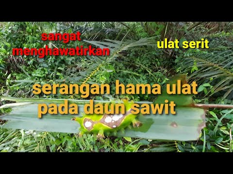 cara mengatasi serangan hama ulat serit pada tanaman kelapa sawit - YouTube