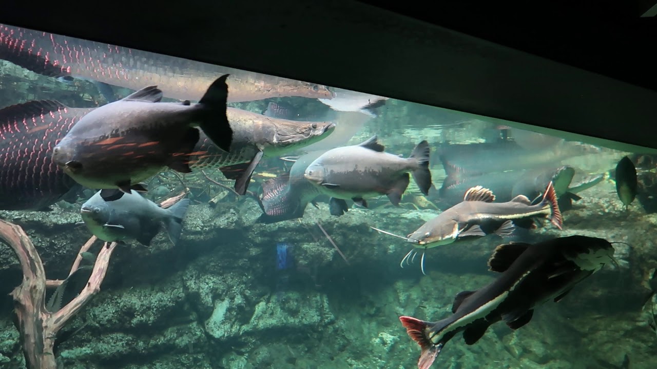 Arapaimas (Arapaima gigas) Comiendo en el National Aquarium Denmark ...