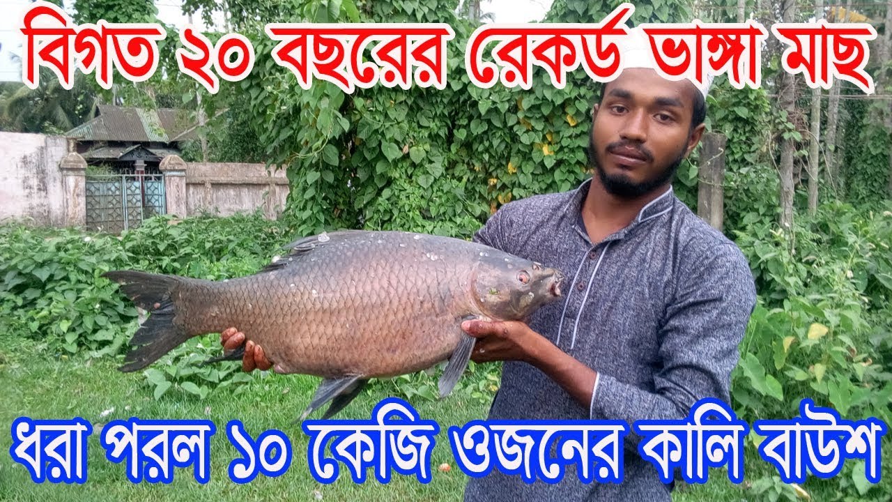 Monster kalbaus Fish Catch From Sherpur Pouro Park Pond শেরপুর পৌর ...