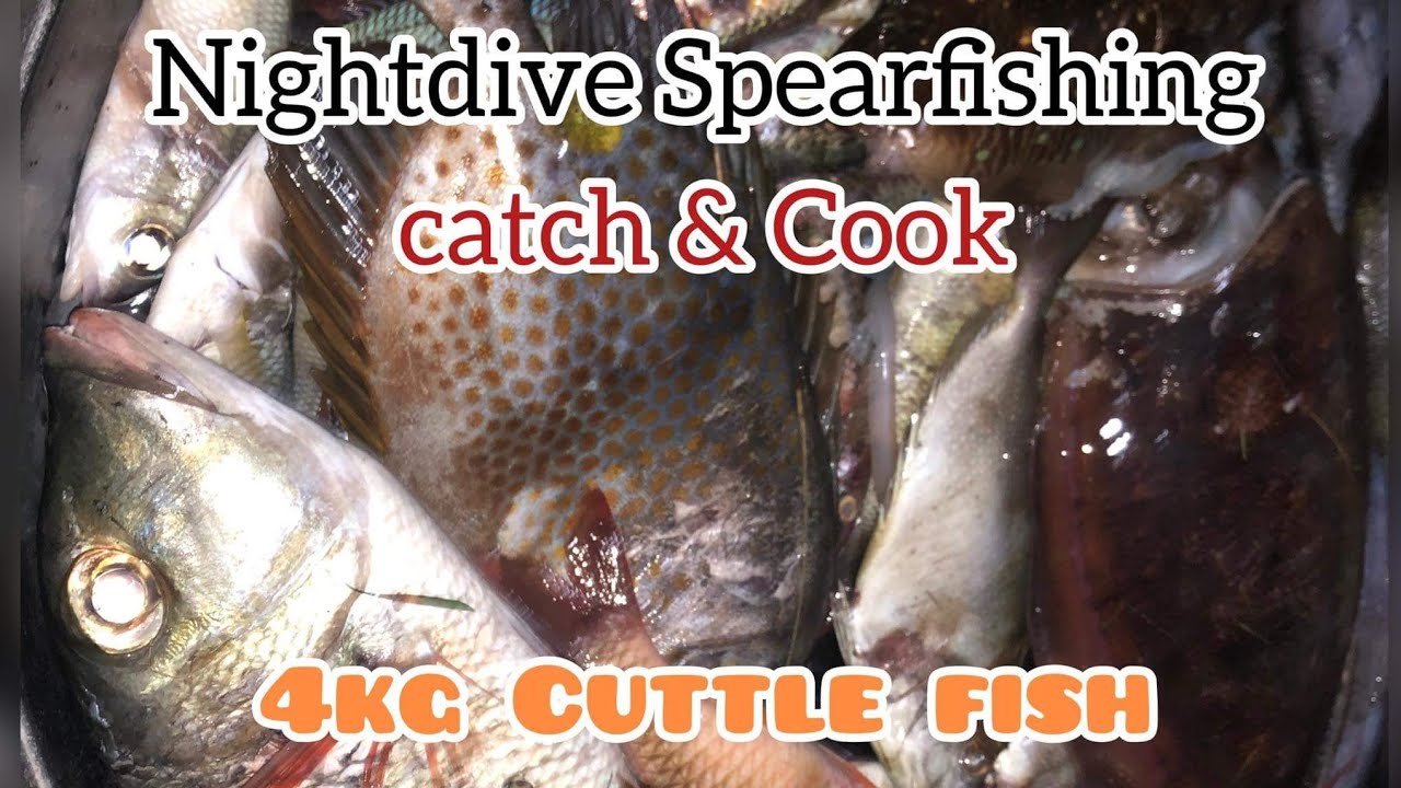 4kg Cuttlefish,1/2kg Snapper ,1/2 kg Rabbit fish! Nightdive ...
