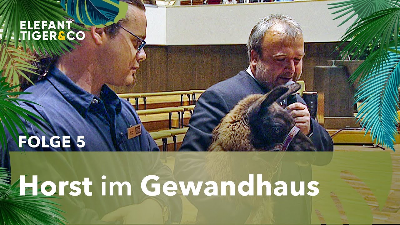 Lama Horst auf der großen Bühne (Folge 5) | Elefant, Tiger & Co. | MDR ...