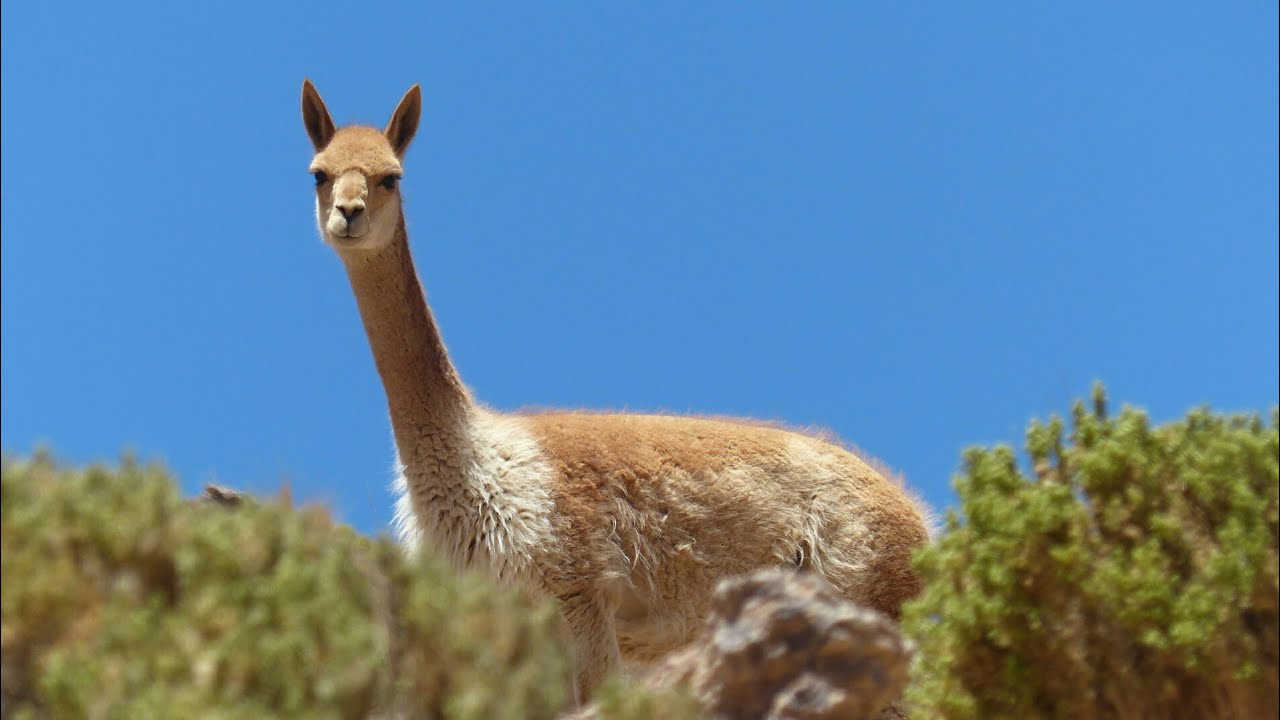 Five Incredible Alpaca Facts! | Alpacas’ stomachs have three chambers ...