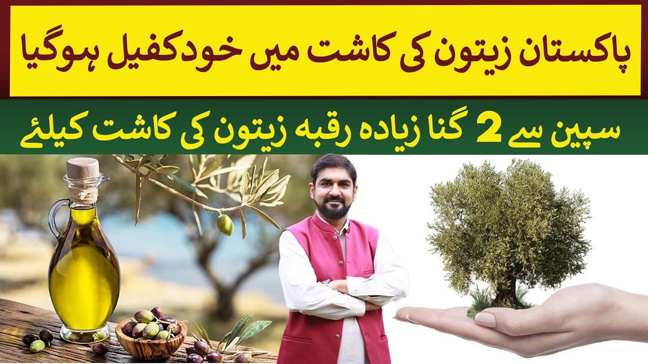 Pakistan becomes self sufficient on Olive cultivation | Rich Pakistan ...