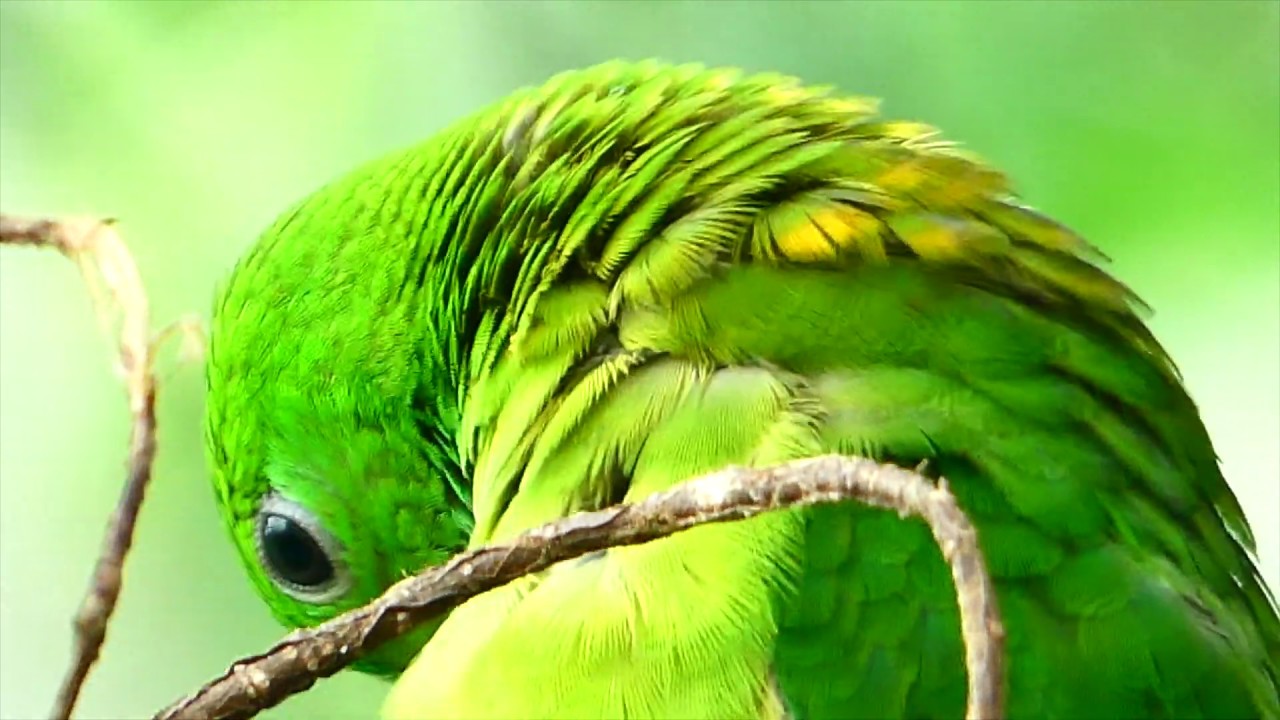 Blaukrönchen (Loriculus galgulus) Blue-crowned hanging parrot Zoo ...