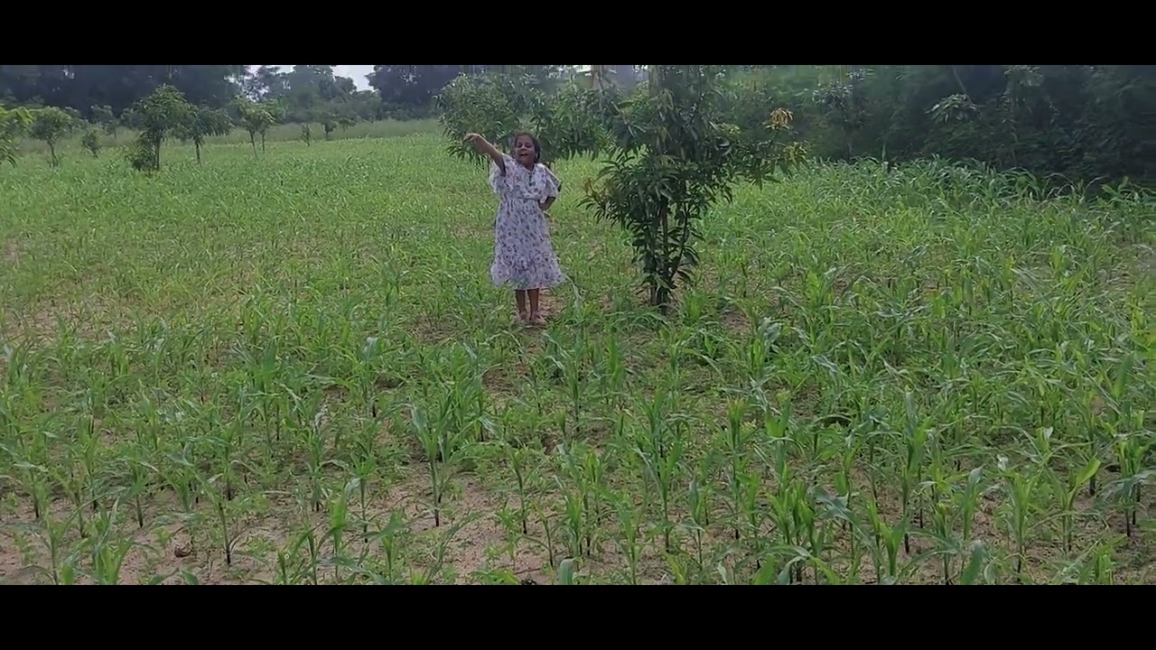 Three Years Lo Adika Digubadi Vache Mango Trees Please Subscribe and ...