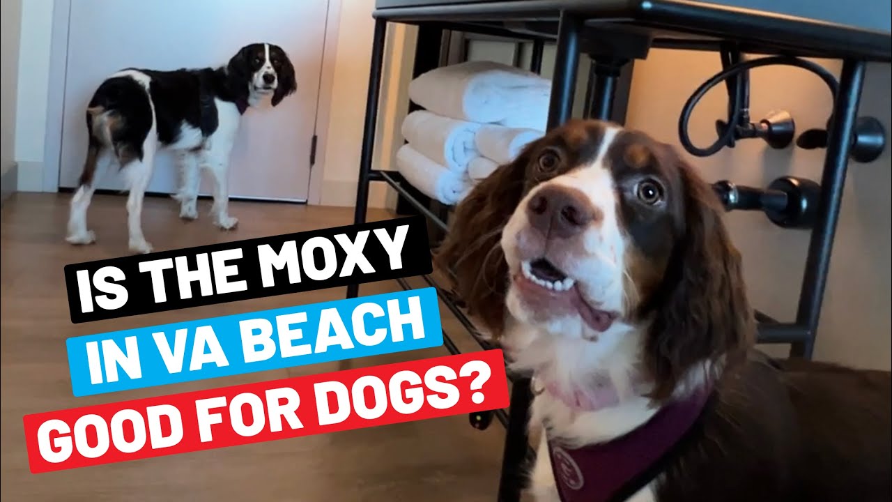 Is The Moxy Hotel In Virginia Beach Dog Friendly? (Review From Dog ...