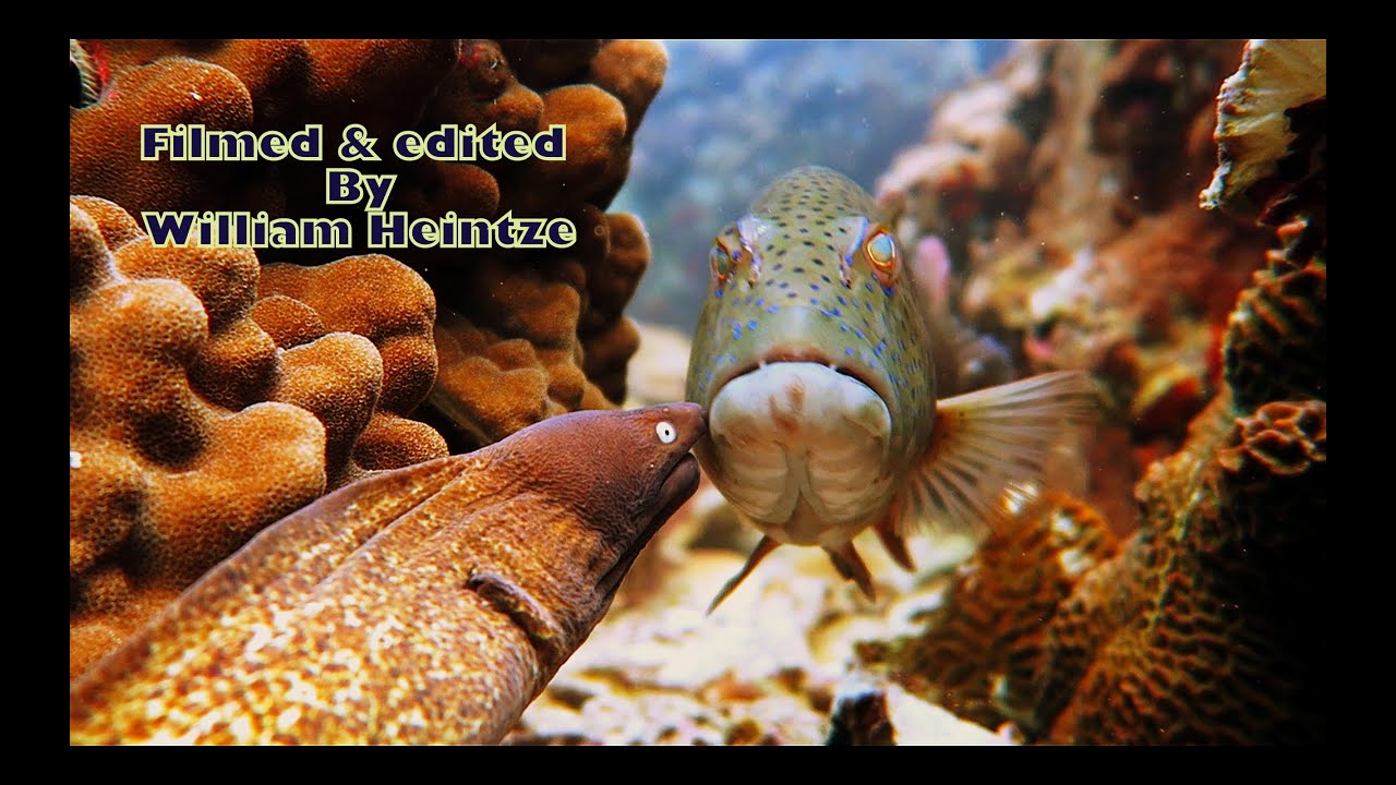 TEAM WORK: white eyed moray eel and groupers hunting. - YouTube
