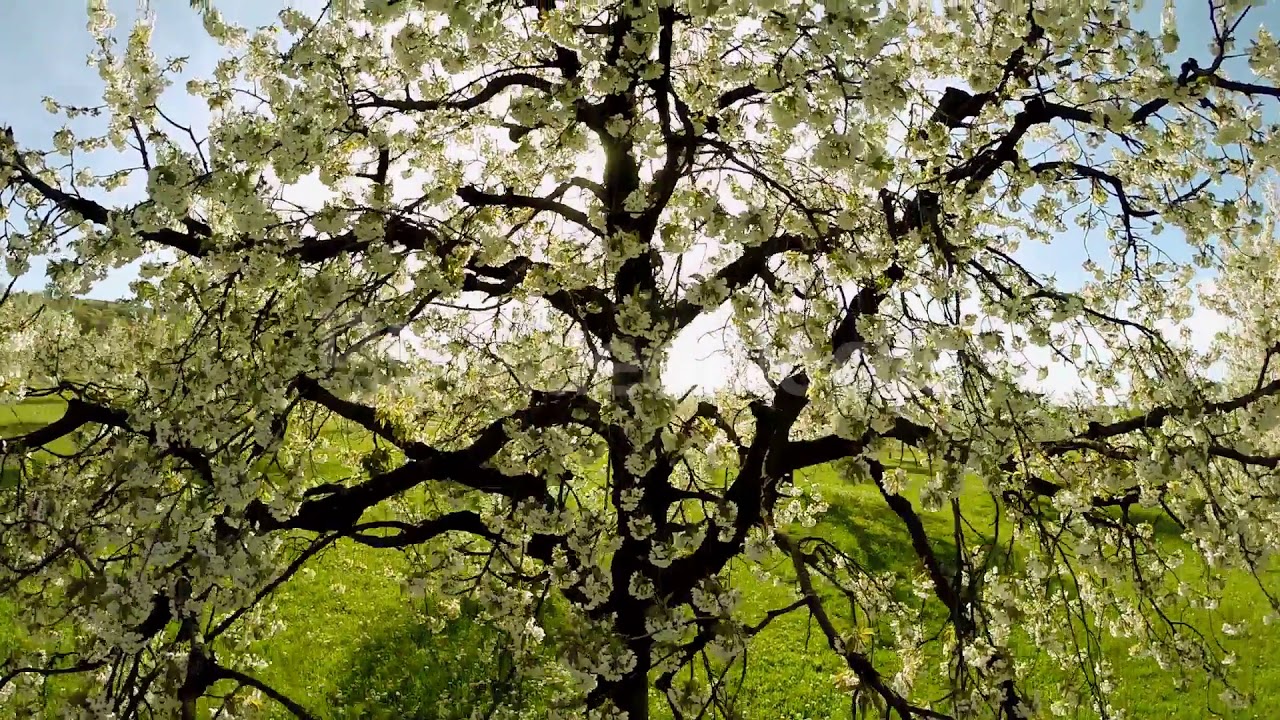 white spring trees. plants nature background. summertime. aerial view ...